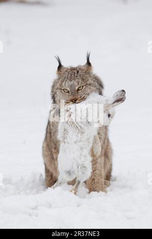 Canada Lynx (Lynx canadensis) feeding on Snowshoe Hare (Lepus ...