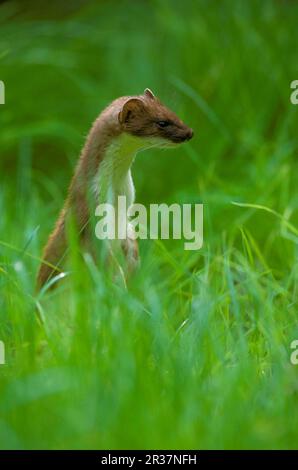 Stoat (mustela erminea) on Grass Bank Stock Photo - Alamy