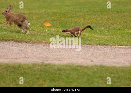 Stoat (Mustela erminea) adult chasing European Rabbit (Oryctolagus ...