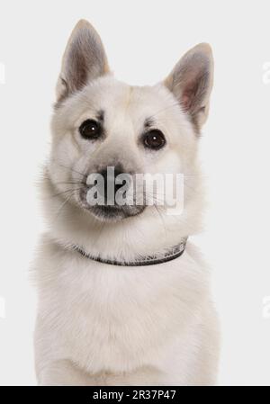 Norwegian boo dog, male Stock Photo - Alamy