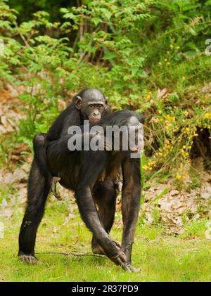 Bonobos, female with young, Pygmy Chimpanzee (Pan paniscus Stock Photo ...