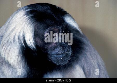 Pileated gibbon (Hylobates pileatus), Cape gibbons, endangered species ...