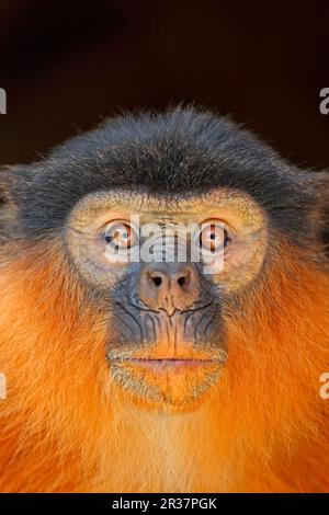 Western Red Colobus (Procolobus badius) adult, close-up of head, Gambia ...