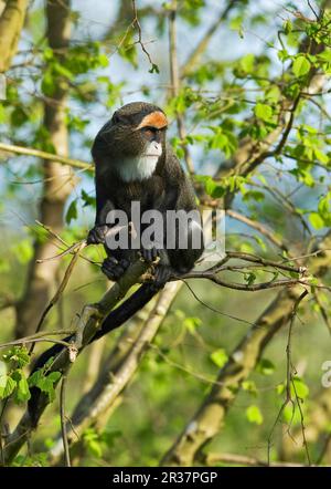 Brazzamere Cat, Brazzamere Cats (Cercopithecus neglectus), Monkey ...