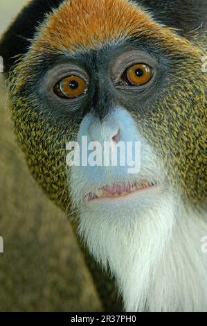 Brazzamere Cat, Brazzamere Cats (Cercopithecus neglectus), Monkey ...