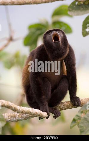 Mantled howlers, Mantled Howler Monkeys, Monkeys, Capuchins, Primates ...