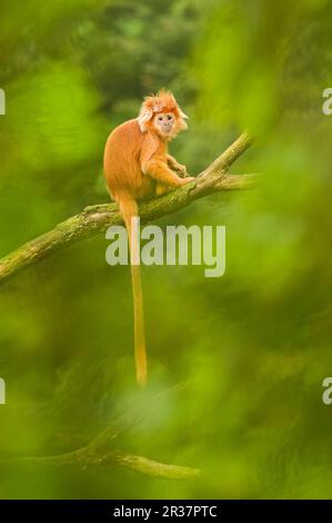 Javanese langur (Trachypithecus auratus auratus), Javanese langur ...