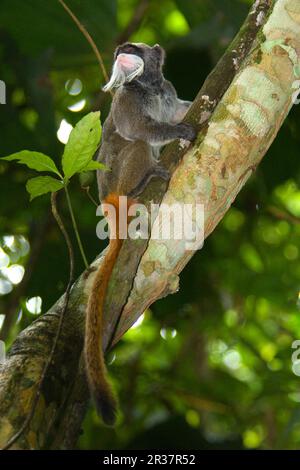 Caesarean tamarin, emperortamarin (Saguinus imperator), adult, portrait ...