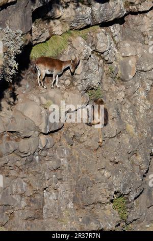 Walia Ibex, Capra walie, female feeding, on steep mountain slope ...