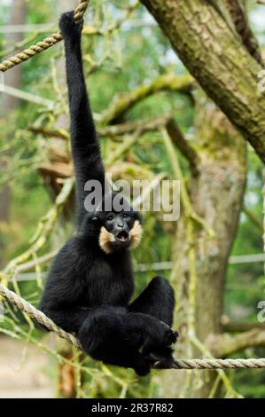 Yellow-cheeked gibbons, Nomascus gabriellae, in Singapore zoo Stock ...