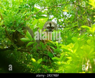 Azara's Night Monkey (Aotus azarae) showing large eyes Stock Photo - Alamy