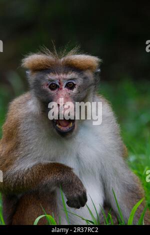 Ceylon hat monkey, Ceylon hat monkeys, monkeys, macaques, primates ...