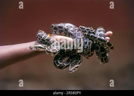 Python on a hand, Arignar Anna Zoological Park at Vandalur (Vandalur ...