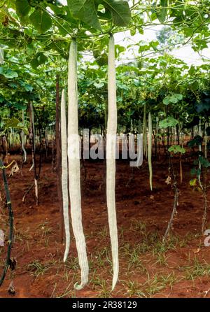 Snake gourd (Trichosanthes cucumerina Linn) plants in pots, Lalbagh ...