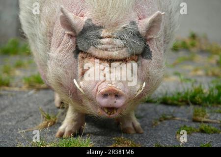 Goettingen mini pig Stock Photo - Alamy