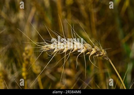 One ripe mature wheat ear head close up with other mature and green ...
