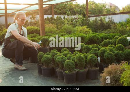Cutting seedlings in a pot Stock Photo - Alamy