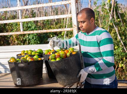 Farmer loads buckets of tomatoes from car Stock Photo - Alamy