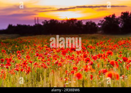 Poppy fields on sunset Stock Photo - Alamy