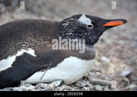 Gentoo penguin face close up in Antarctica Stock Photo - Alamy