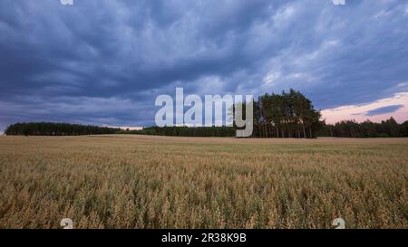 Beautiful summer sunset landscape with oat field. Idyllic summer fields ...