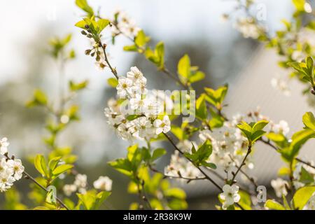 Blooming branches of cherry tree or gean tree. Close up of flowering ...