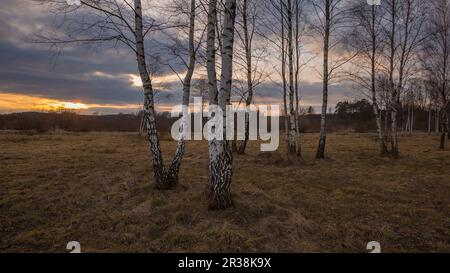 Early spring forest landscape. European forest after winter at sunny ...