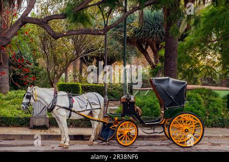 Exotic tourist transport in carriage with horse in Malaga Stock Photo ...