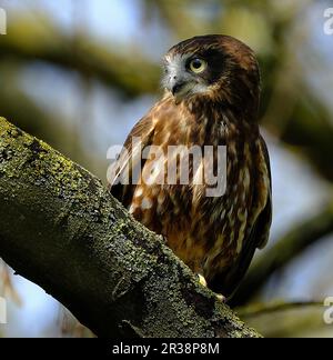 The Australian boobook, which is known in some regions as the mopoke ...
