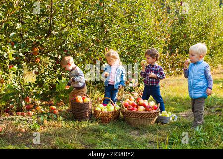 Close view of kids with baskets full of apples Stock Photo - Alamy