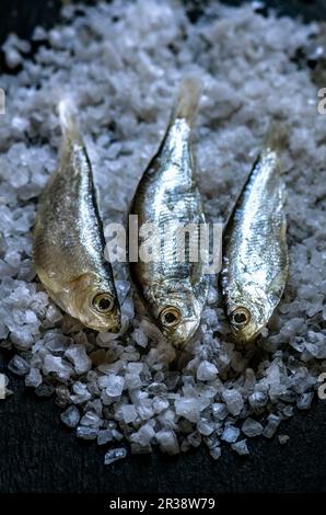 Small anchovy FoodCollection Stock Photo - Alamy
