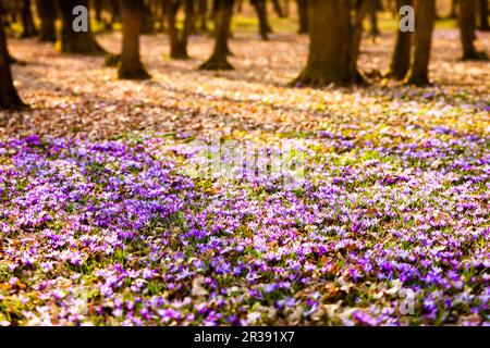 Closeup of Saffron flowers in a field. Crocus sativus, saffron crocus ...