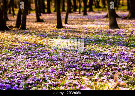 Closeup of Saffron flowers in a field. Crocus sativus, saffron crocus ...