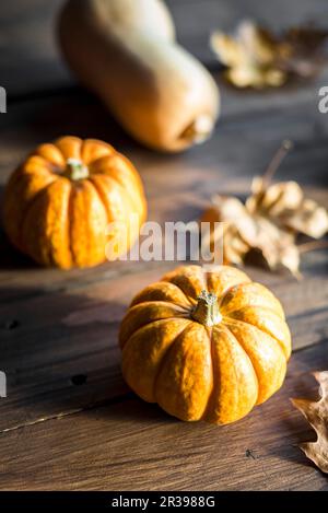 Closeup shot of various squashes Stock Photo - Alamy