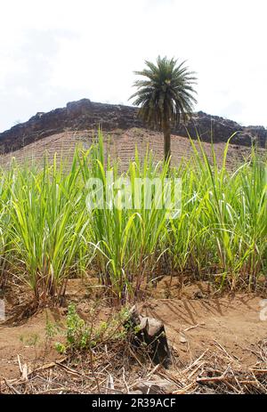field sugar cane cultivation area agribusiness Stock Photo - Alamy