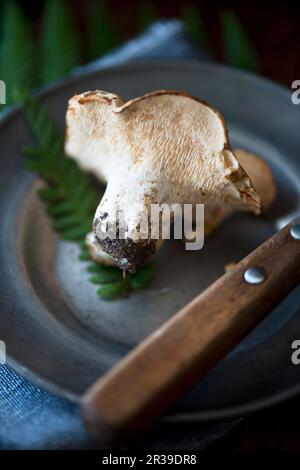 Hedgehog mushroom (Hydnum repandum Stock Photo - Alamy