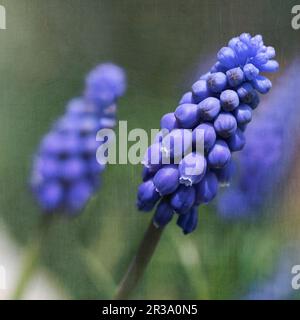 Blue Grape Hyacinth (Muscari) with texture overlay Stock Photo - Alamy