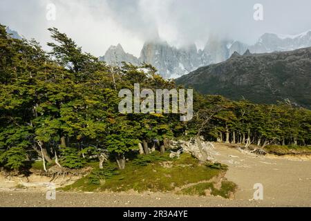 bosque de hayas australes, -Lenga-, Nothofagus pumilio, El Chalten ...