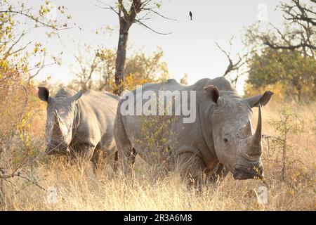 Close up view of an African White Rhino in a South African game reserve ...