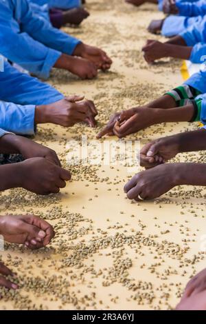 Coffee beans sorting machine Stock Photo - Alamy