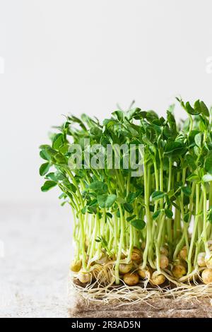 Peas microgreens with seeds and roots. Sprouting Micro greens on Jute ...