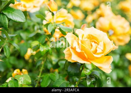 Beautiful rose and orange roses in garden. Blooming roses. Orange roses ...