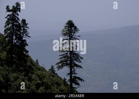 fir forest, Jebel Tizouka, Chefchaouen, Talassemtane National Park ...