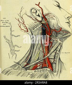 Anatomy, descriptive and surgical (electronic resource) (1860 ...