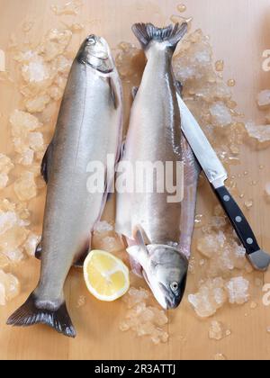 Fresh charr FoodCollection Stock Photo - Alamy