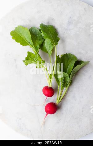 Two fresh radishes Stock Photo - Alamy
