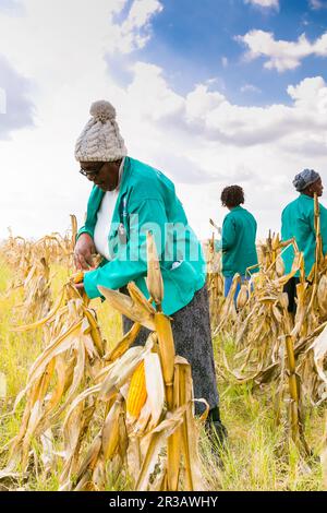 Commercial Maize Farming in Africa Stock Photo - Alamy