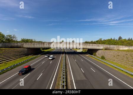 Road traversed by wildlife crossing forming a safe natural corridor ...
