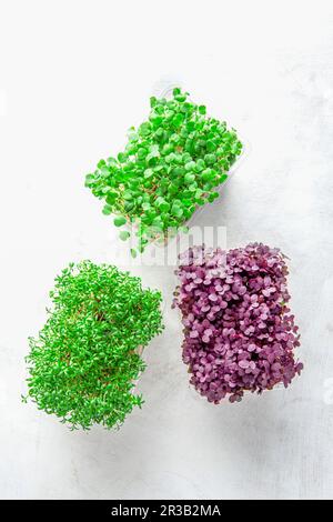 Microgreens, greek cress Stock Photo - Alamy