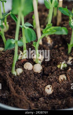 Close-UP of pea sprouts germinating in soil. Germinated seeds sequences ...